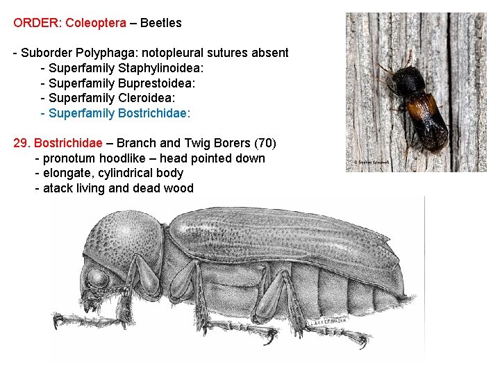 ORDER Coleoptera Beetles Suborder Adephaga notopleural suture seam