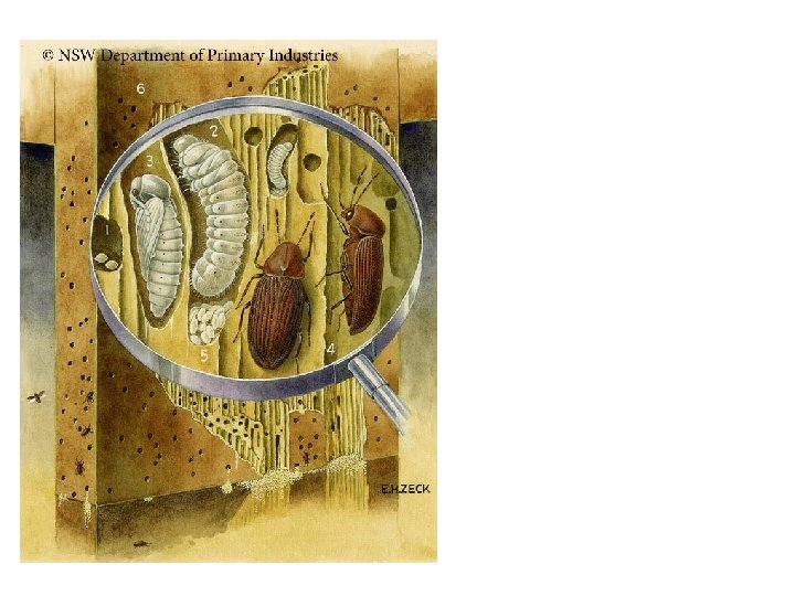 ORDER Coleoptera Beetles Suborder Adephaga notopleural suture seam