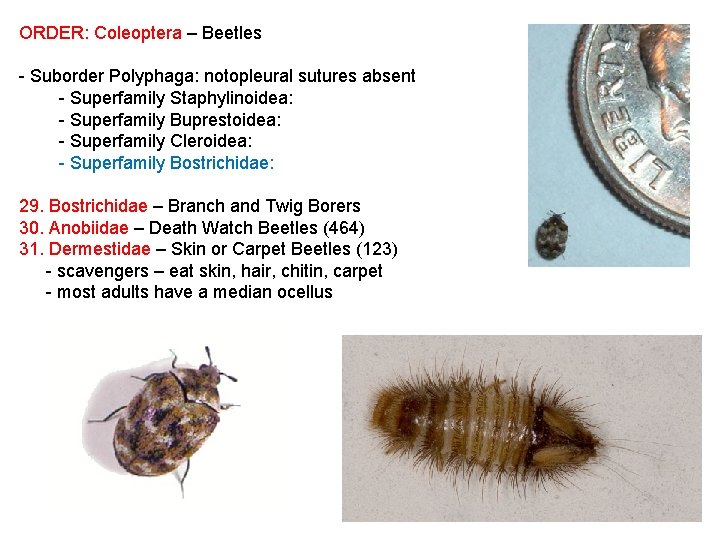 ORDER Coleoptera Beetles Suborder Adephaga notopleural suture seam