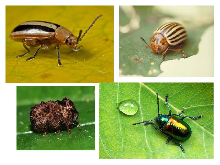 ORDER Coleoptera Beetles Suborder Adephaga notopleural suture seam