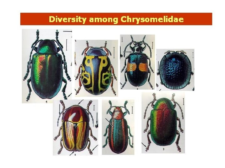 ORDER Coleoptera Beetles Suborder Adephaga notopleural suture seam