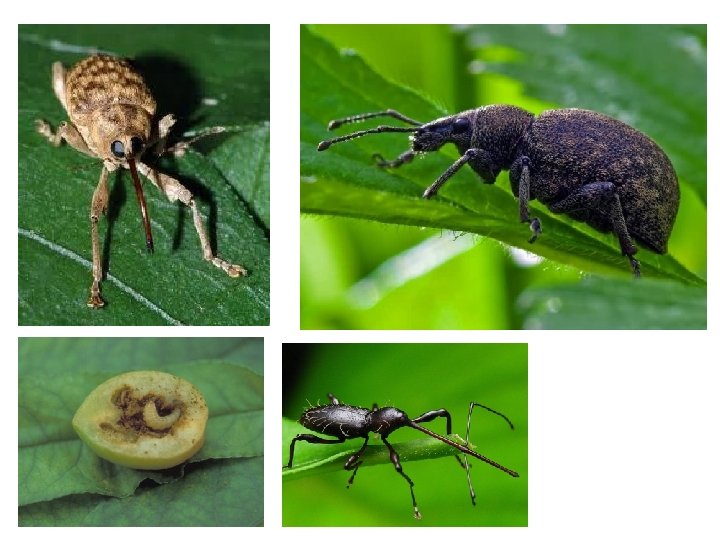 ORDER Coleoptera Beetles Suborder Adephaga notopleural suture seam