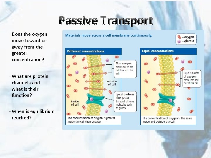 Materials Move Across the Cells Membrane Active and
