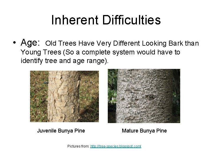 Identifying Tree Species From Bark David Gainer Why