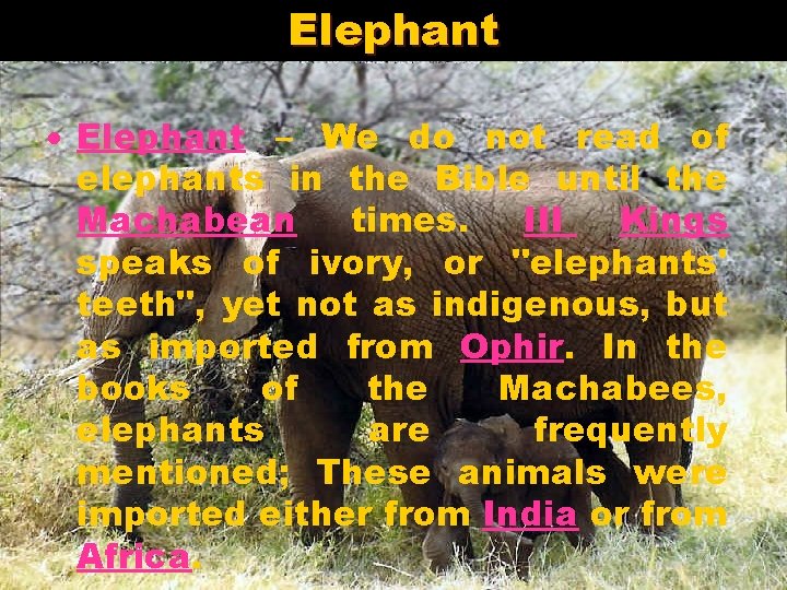 PRESENTATION ON BIBLICAL ANIMALS By Fr Clement Frank