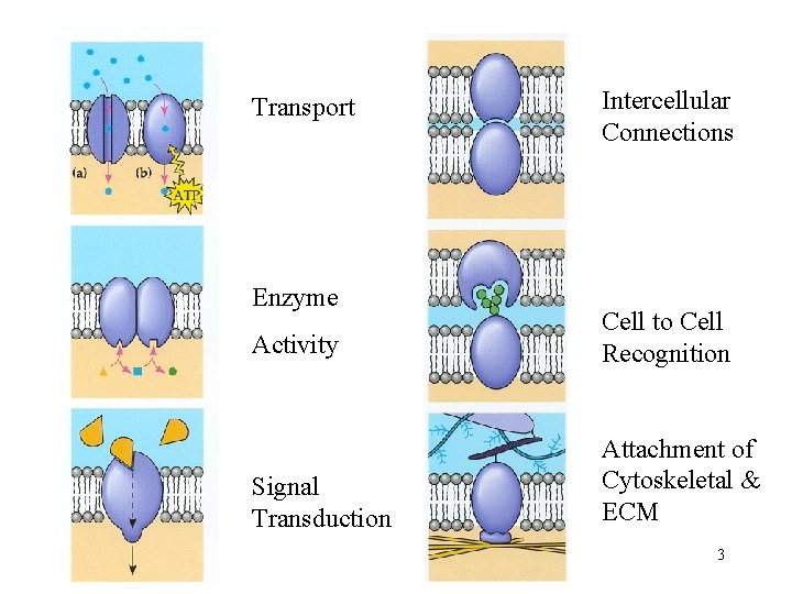 Cell Membranes Structure Function Structure Lipid Bilayer and