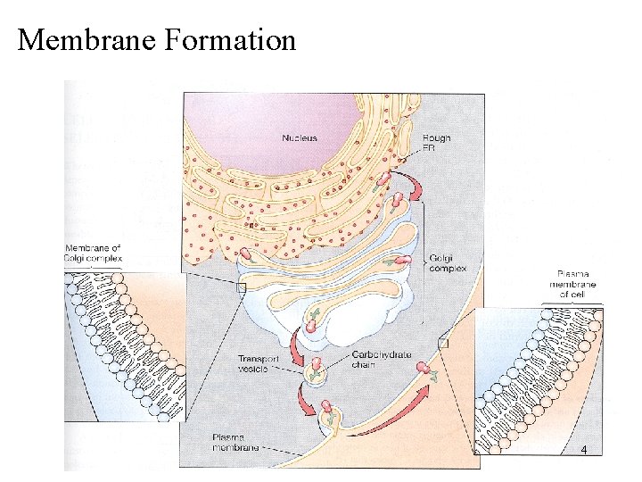 Cell Membranes Structure Function Structure Lipid Bilayer and