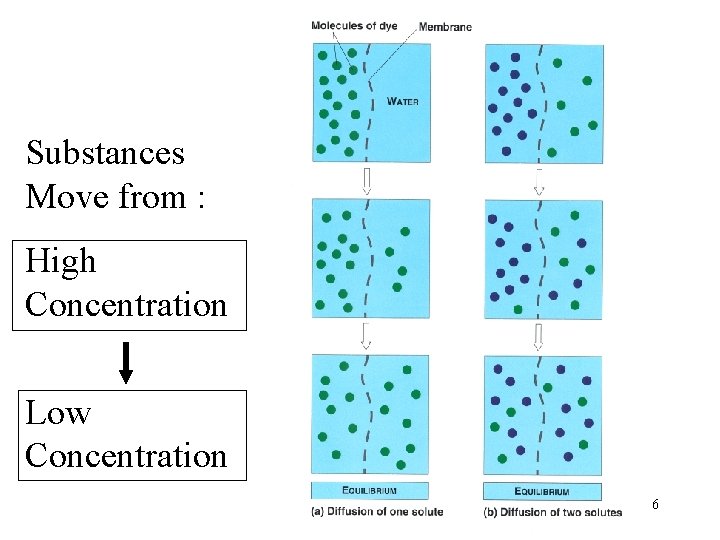 Cell Membranes Structure Function Structure Lipid Bilayer and