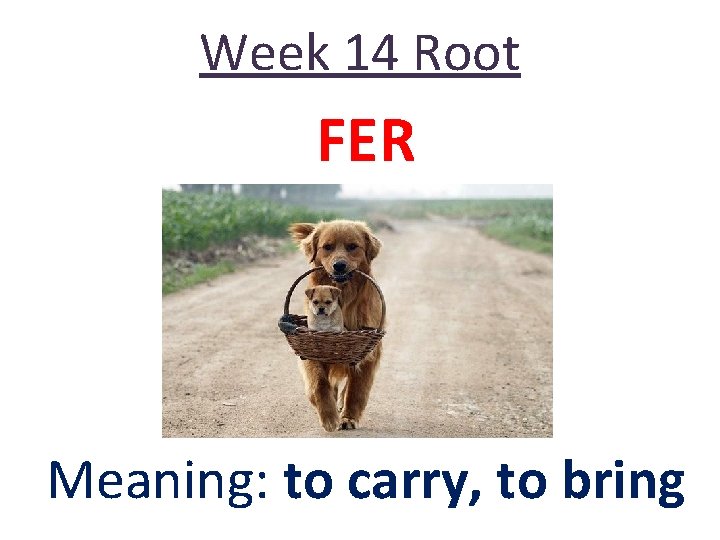 Greek Latin Roots Vocabulary Weeks 13 16 Week