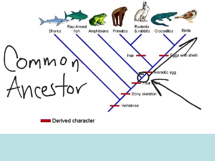 Classification of Living Things old school REMEMBER BIODIVERSITY
