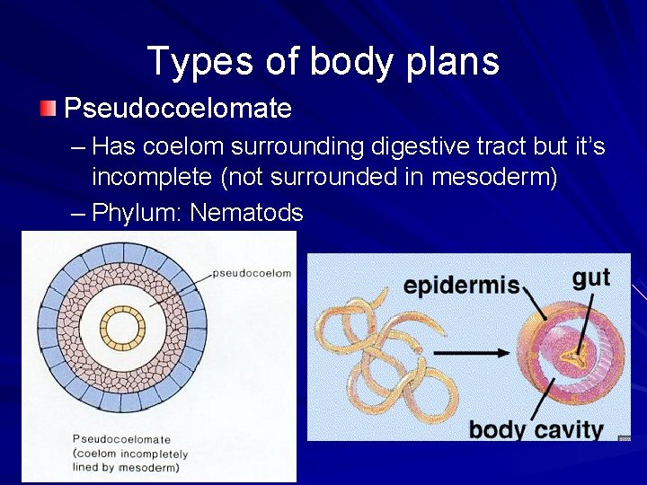 Kingdom Animalia Characteristics Eukaryotic Multicellular Heterotrophic ...