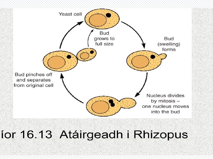 Cb 22 Rocht na bh Fungais 1 Cuspoir