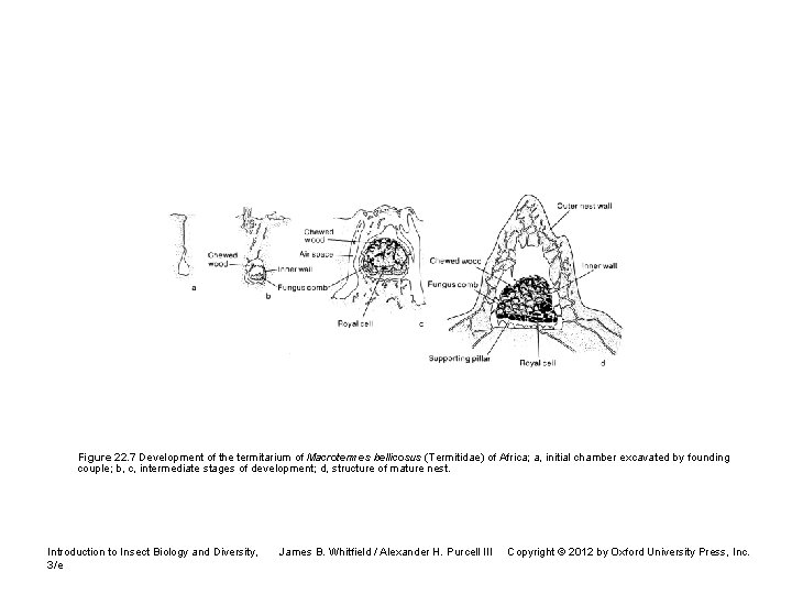 CHAPTER 22 Order Blattodea Including Former Isoptera Cockroaches