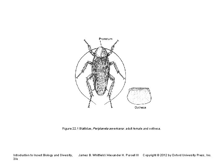 CHAPTER 22 Order Blattodea Including Former Isoptera Cockroaches