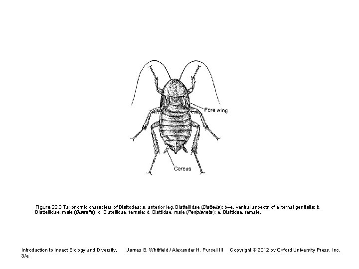 CHAPTER 22 Order Blattodea Including Former Isoptera Cockroaches