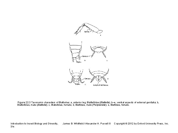 CHAPTER 22 Order Blattodea Including Former Isoptera Cockroaches