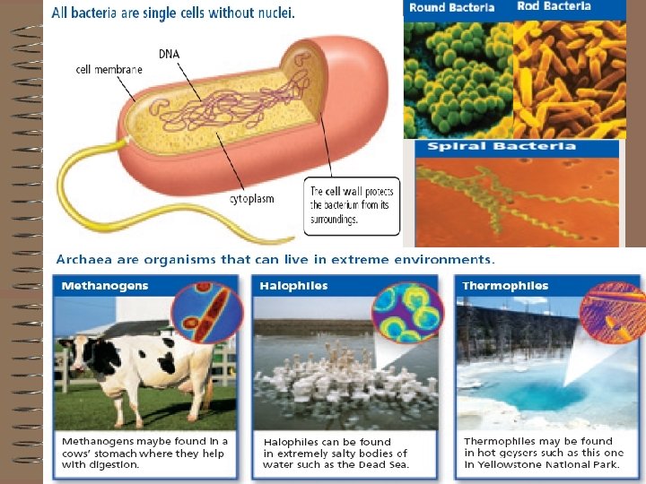 BACTERIA ARE SINGLECELLED ORGANISMS WITHOUT A NUCLEUS Bacteria