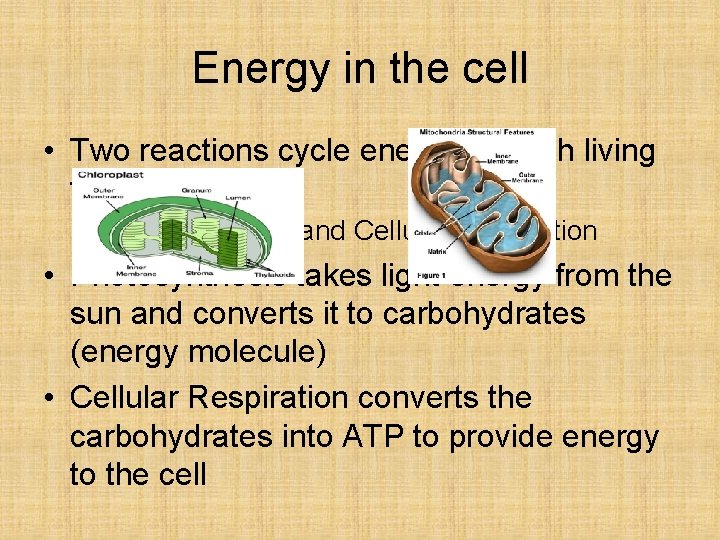 Biological systems need energy To do work Start