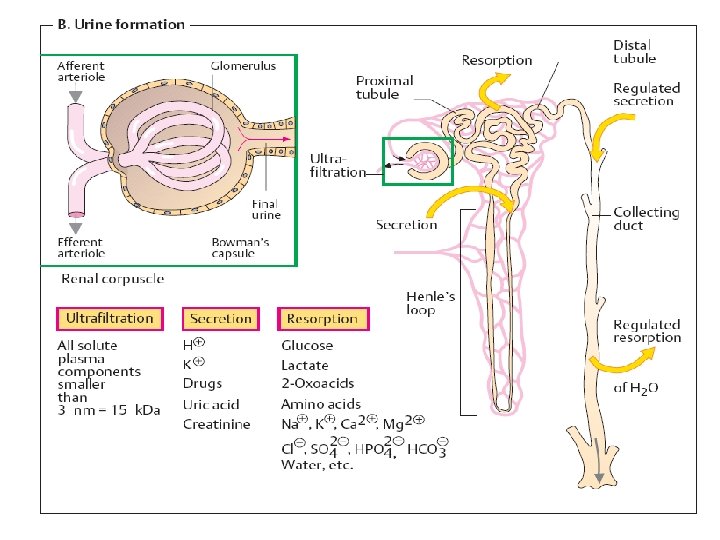URINE FORMATION AND COMPOSITION Prasetyastuti Dept of Biochemistry