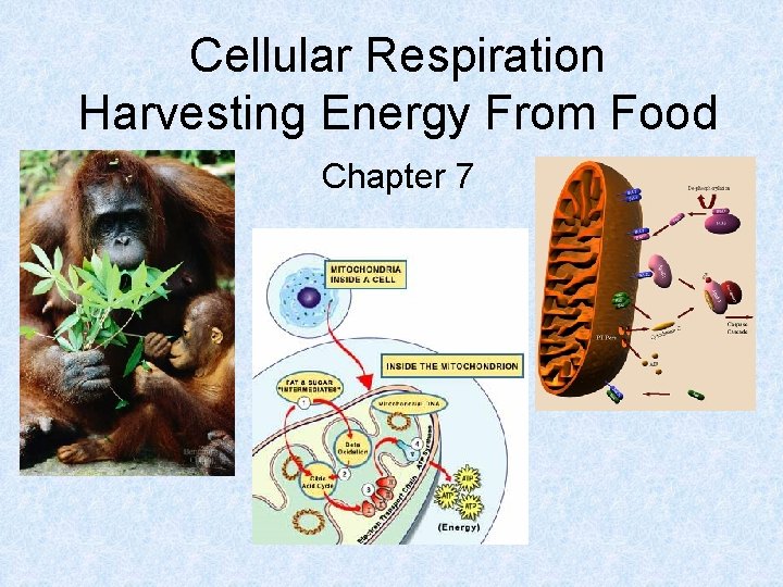 Cellular Respiration Harvesting Energy From Food Chapter 7