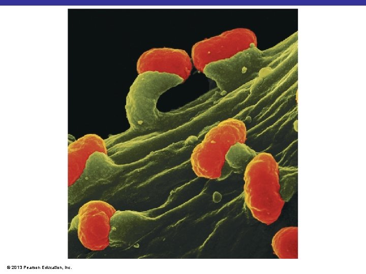 Insert Fig CO 25 2013 Pearson Education Inc