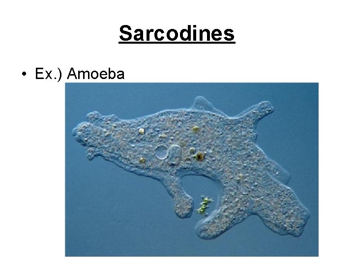Kingdom Protista Protista the very first Not plants