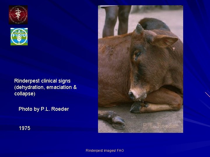 FAOEMPRES Website Rinderpest Images http www fao ...