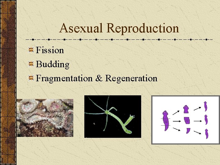 Asexual Reproduction Asexual Reproduction Fission Budding Fragmentation ...