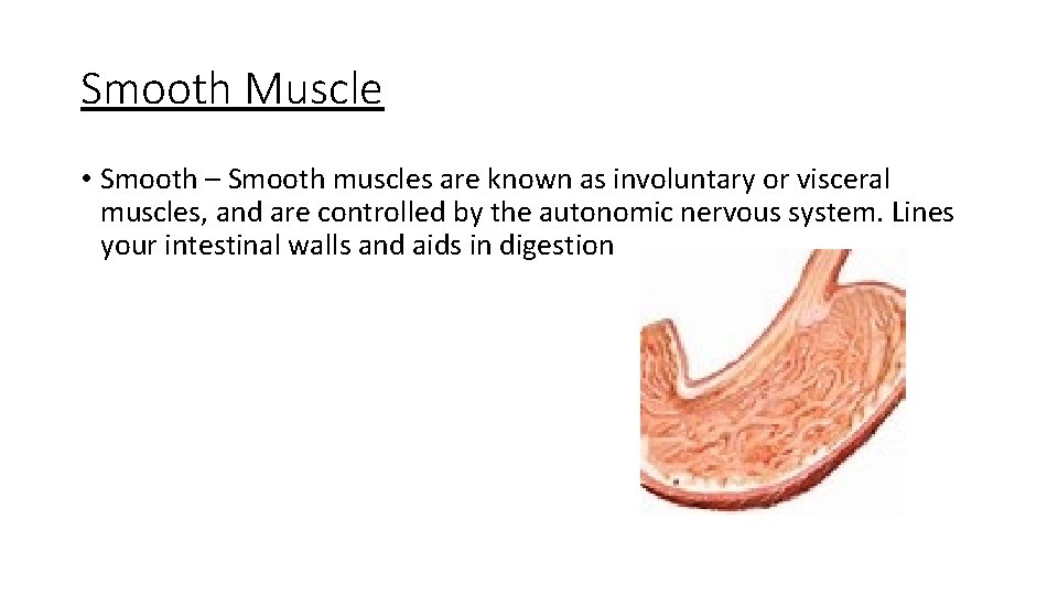 The Muscular System Three types of Muscle Cardiac