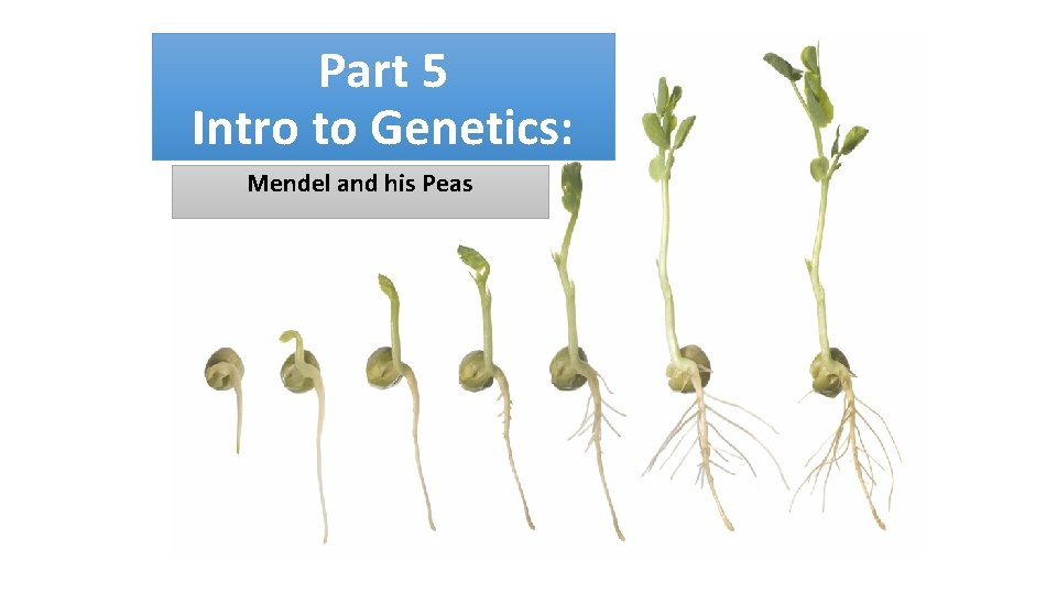 Part 5 Intro to Genetics Mendel and his