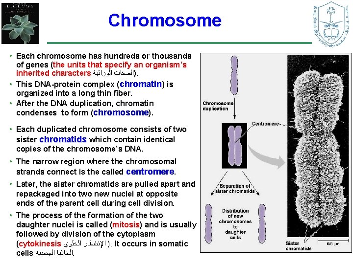 1 THE CELL CYCLE The Key Roles of