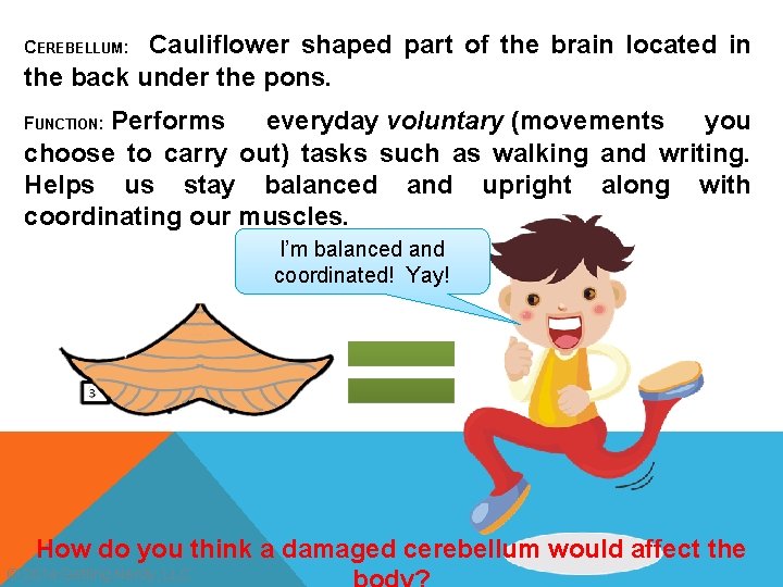 THE BRAIN ITS FUNCTIONS So what does the