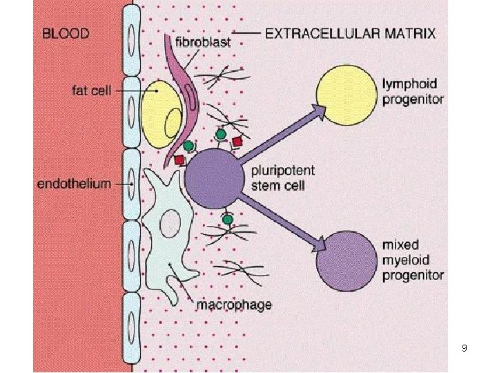 PATHOLOGY OF BONE MARROW Do Dr In Doan