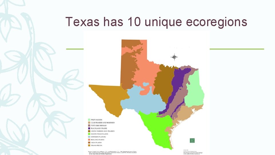 Texas Eco Regions Texas has 10 unique ecoregions