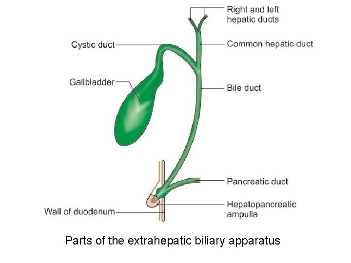 Extrahepatic Biliary Apparatus PARTS OF EXTRAHEPATIC BILIARY APPARATUS