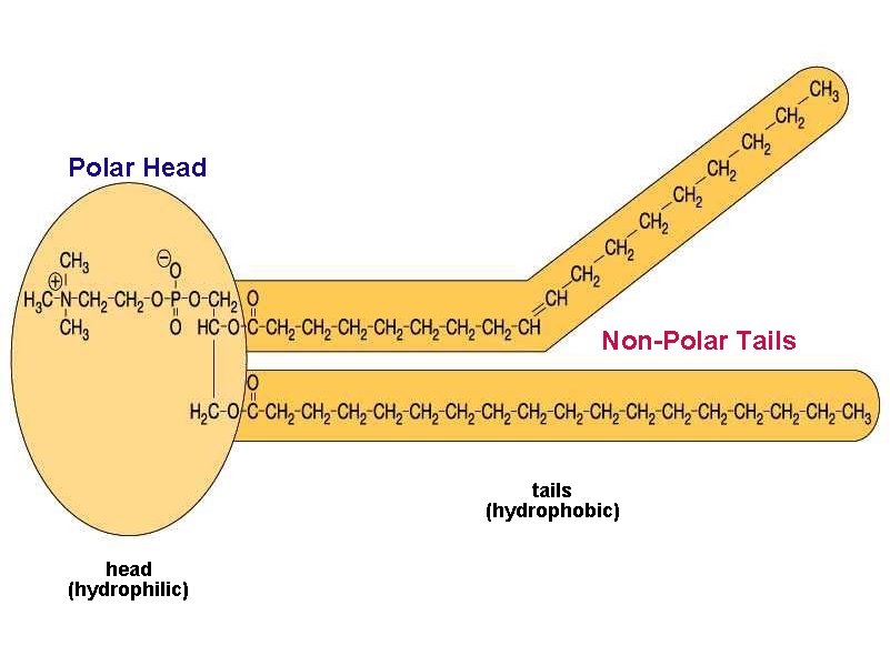 1 Structure of Plasma membrane Twolayered structure lipid