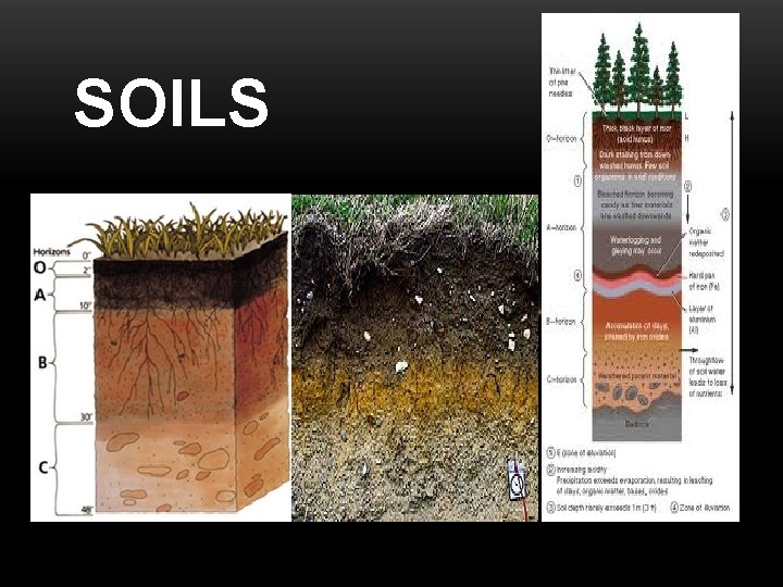 SOILS WHAT IS SOIL IT IS NOT JUST