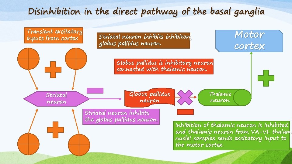 Basal ganglia function Domina Petric MD Disinhibition in