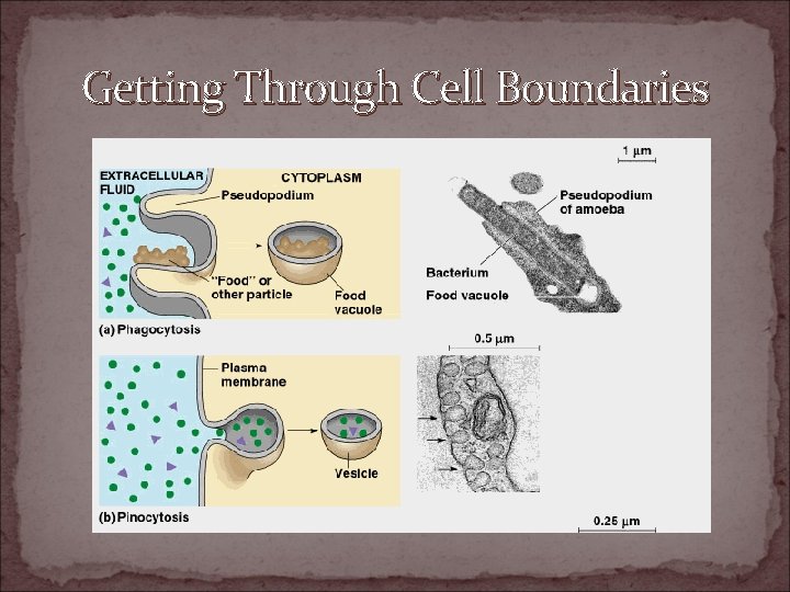 All About Cells Cell Boundaries Part 2 Getting