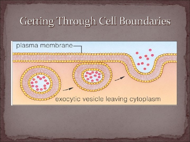 All About Cells Cell Boundaries Part 2 Getting