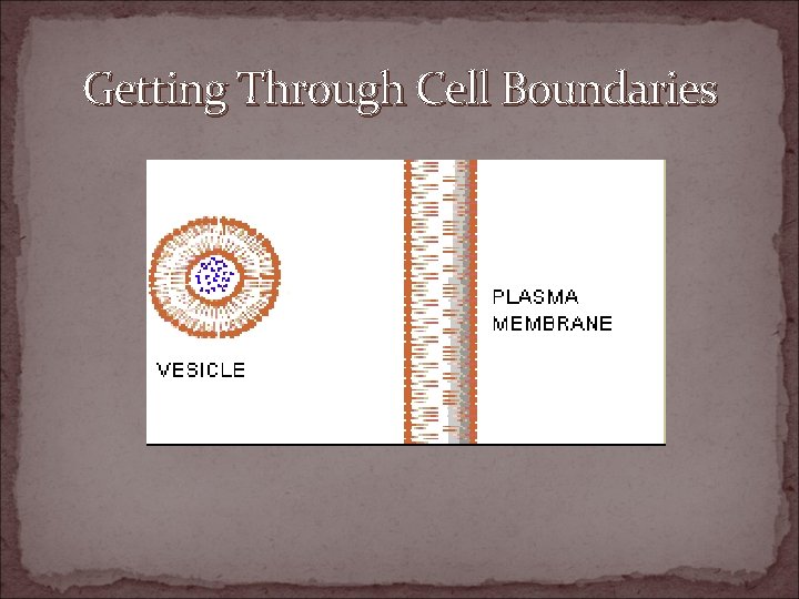 All About Cells Cell Boundaries Part 2 Getting