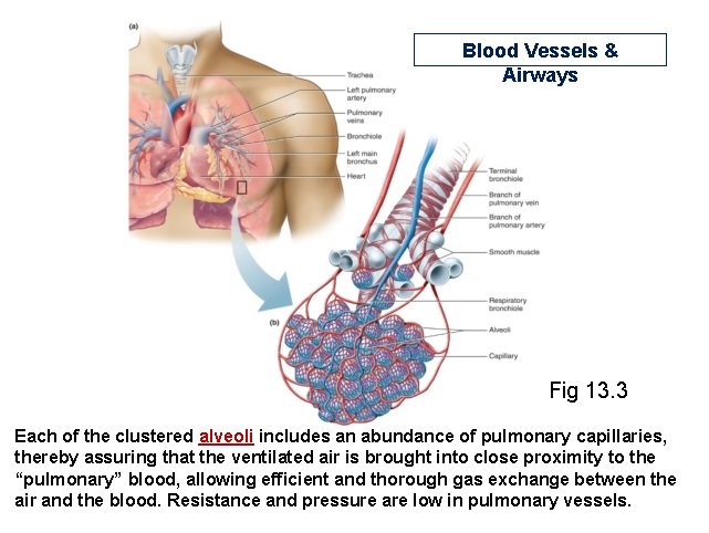 Respiratory System Chapter 13 1 Topics Respiratory Structures
