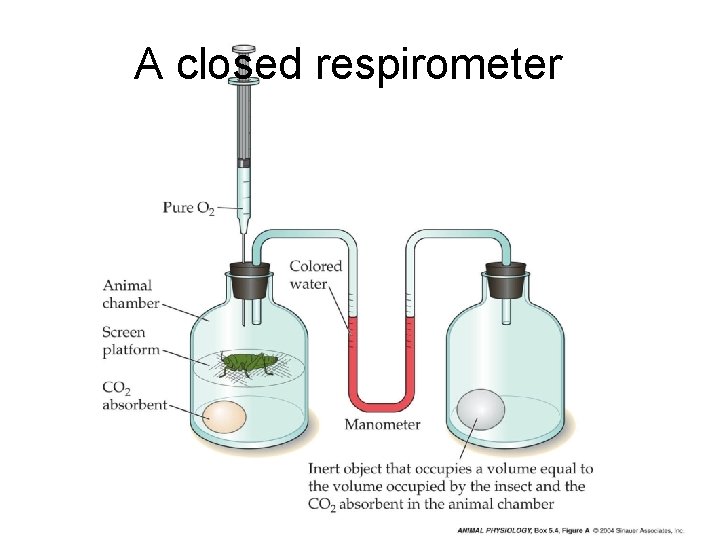Metabolismo Definicin de metabolismo Es la suma de