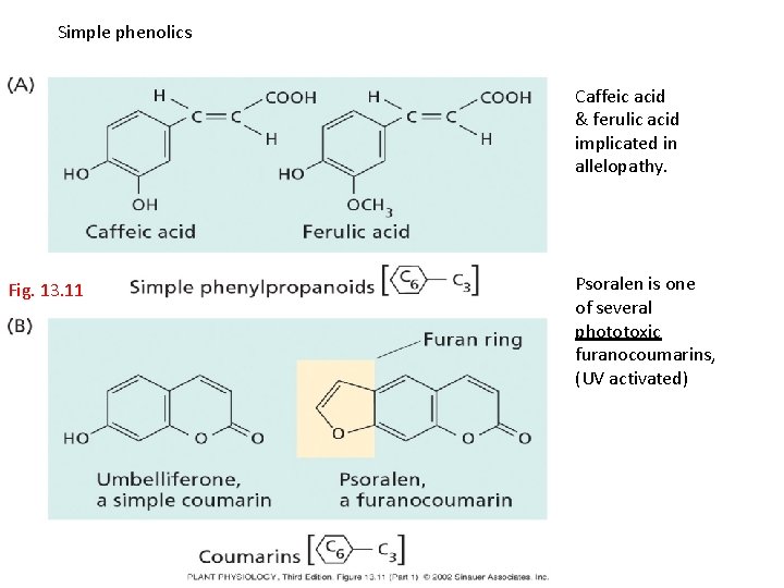 FLAVONOID BIOSYNTHESIS Simple phenolics Caffeic acid ferulic acid