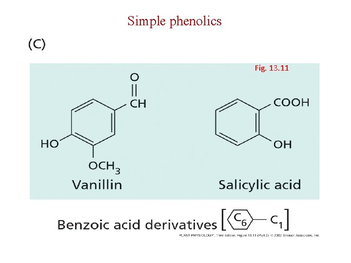 FLAVONOID BIOSYNTHESIS Simple phenolics Caffeic acid ferulic acid