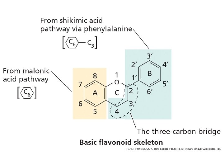 FLAVONOID BIOSYNTHESIS Simple phenolics Caffeic acid ferulic acid