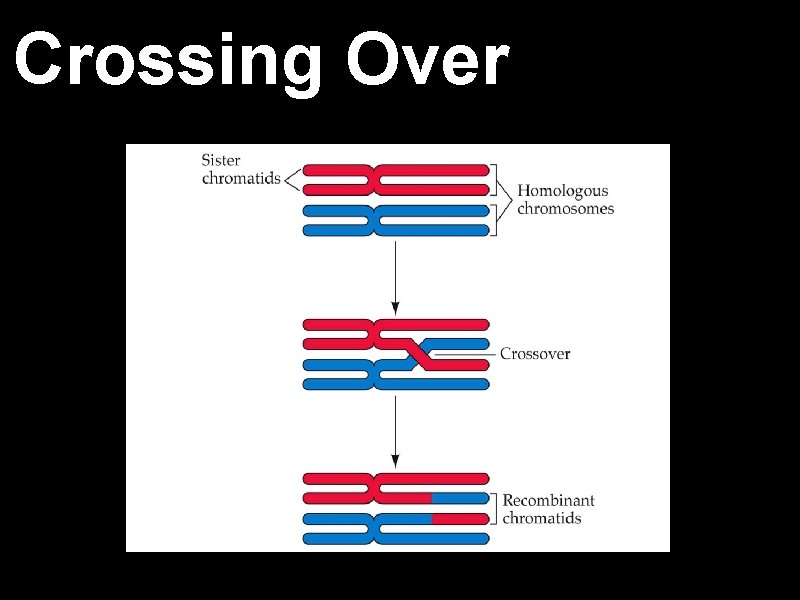 Meiosis Chromosomes In the nucleus of each cell