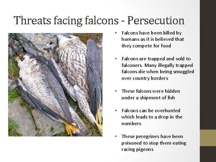 Falcon Conservation www schoollinksprogramme org What is Conservation