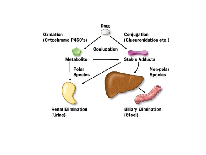 Metabolism and elimination of drugs Liver is the