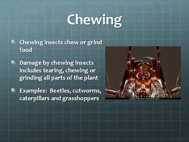 Horticultural Pests Objective Discuss the anatomy and life